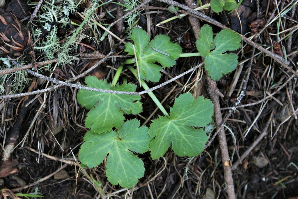 Pacific Sanicle from Bootjack Trail, California 94941, USA on February ...