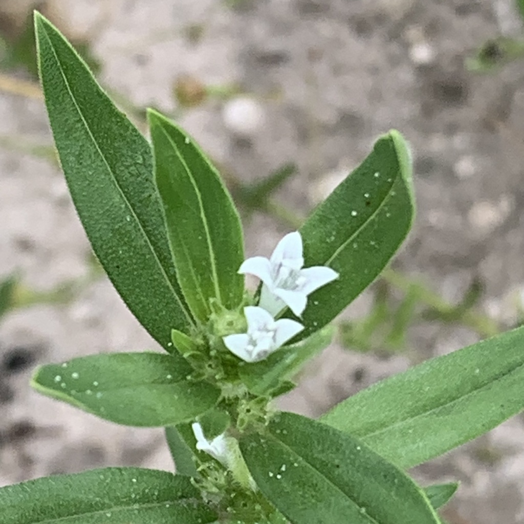 buttonweed from North West, BW on February 10, 2023 at 02:33 PM by ...