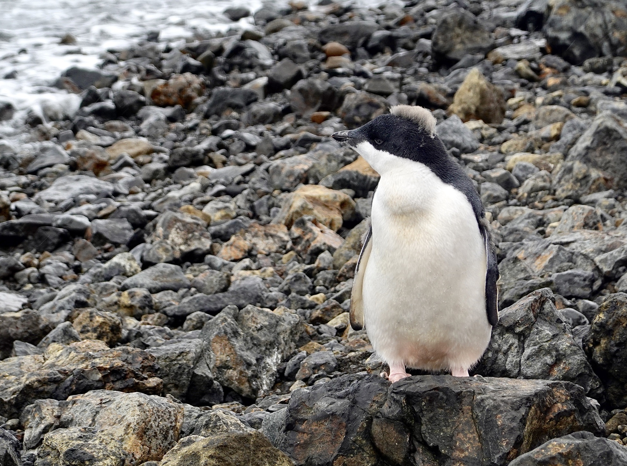 Pygoscelis adeliae (Hombron & Jacquinot, 1841)