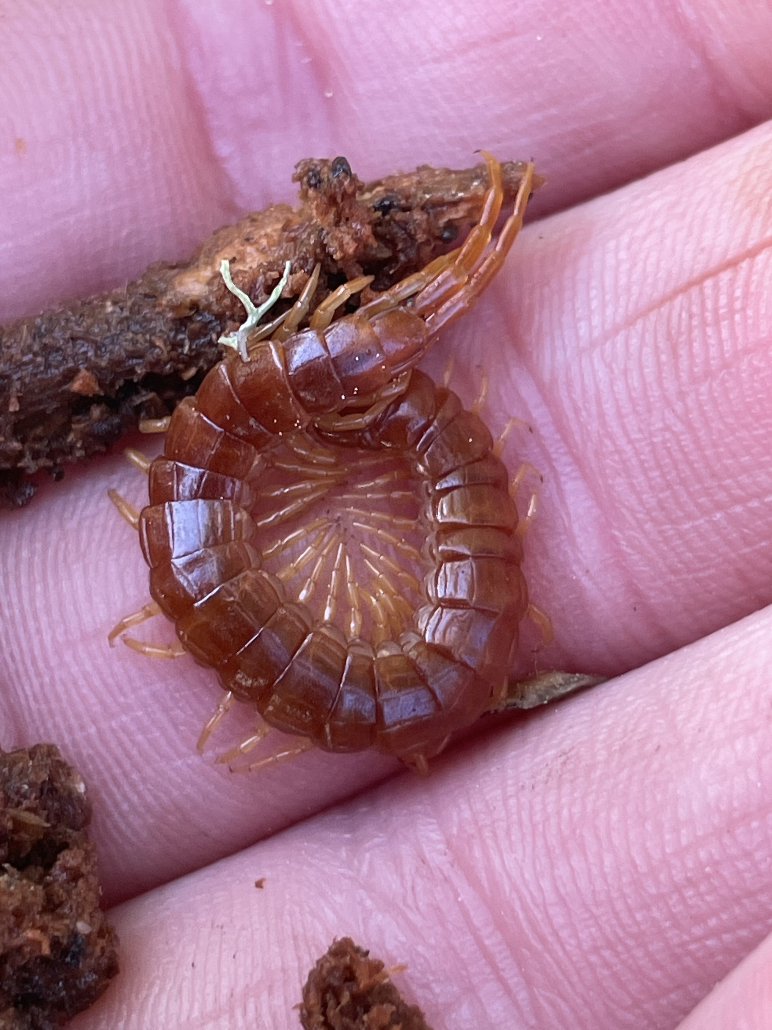 Scolopocryptops gracilis Wood, 1862