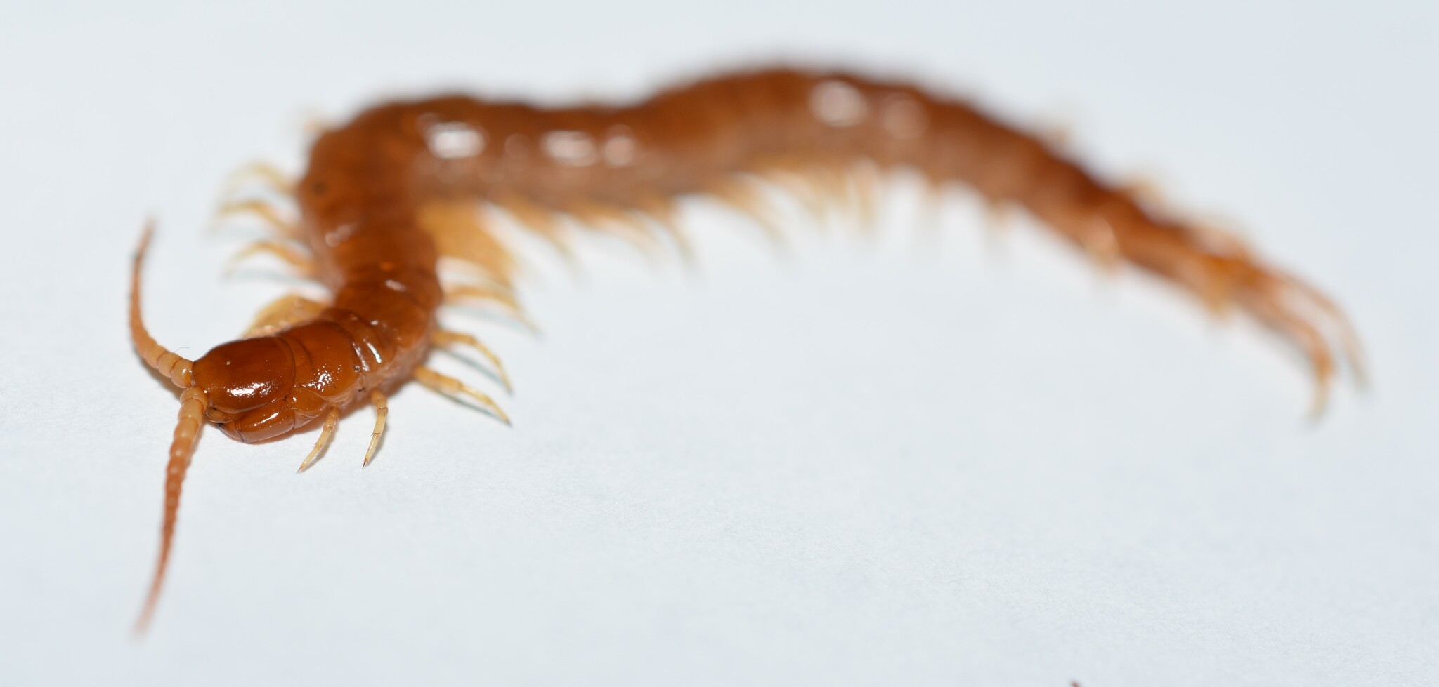 Scolopocryptops gracilis Wood, 1862