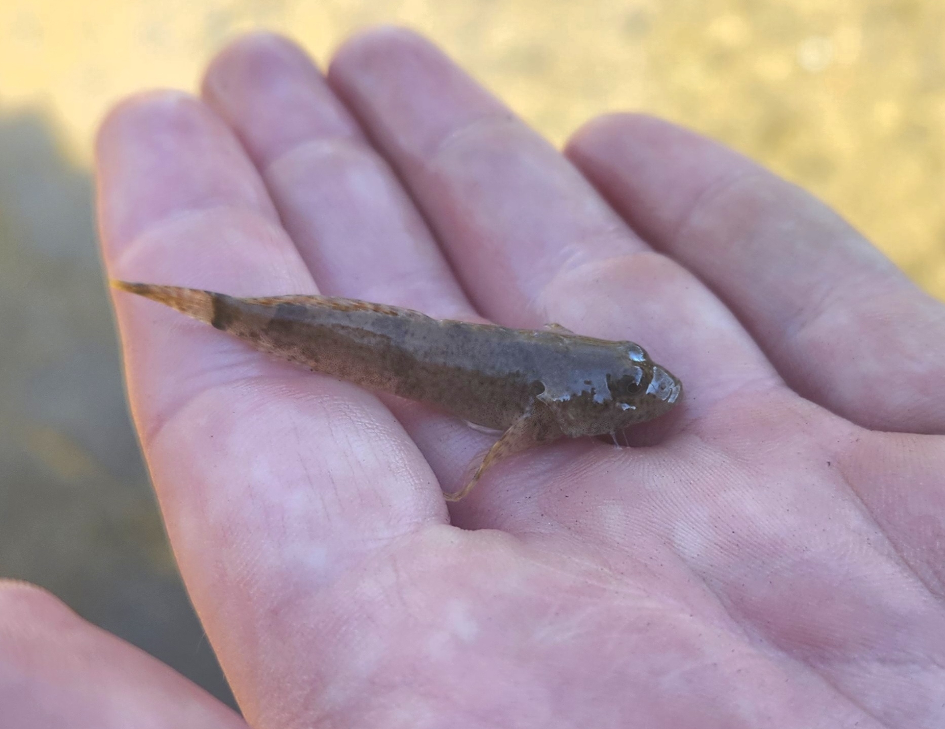 Cottus Linnaeus, 1758