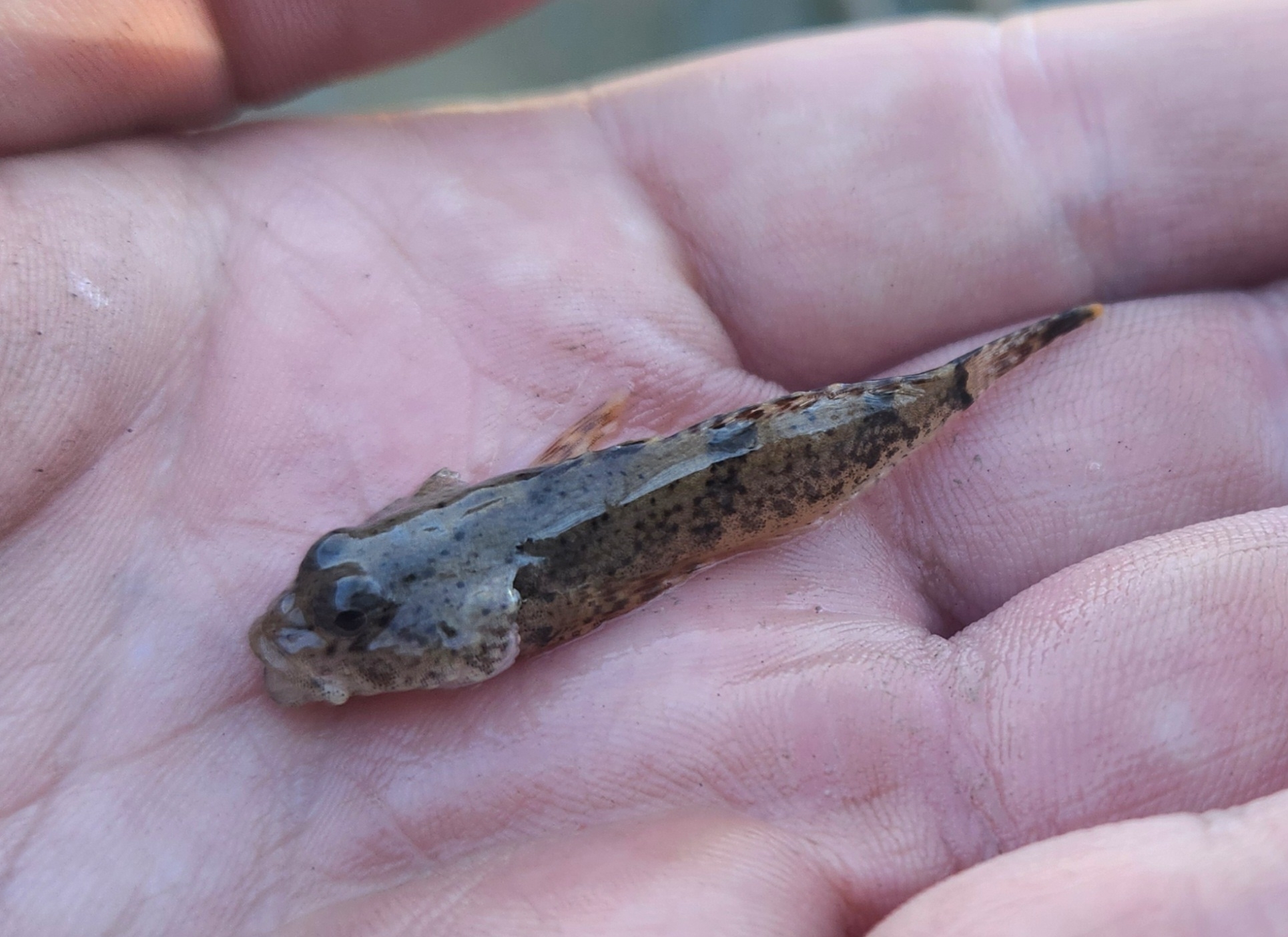 Cottus Linnaeus, 1758