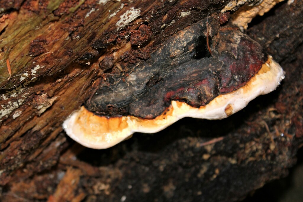 Northern Red Belt from TCC Trail, California 94941, USA on February 06 ...