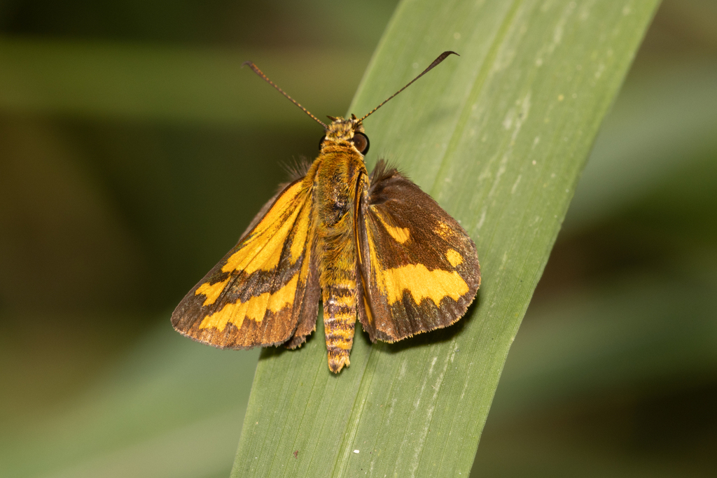 Wide-brand Grass-dart from Sandy Creek on February 05, 2023 at 02:34 PM ...