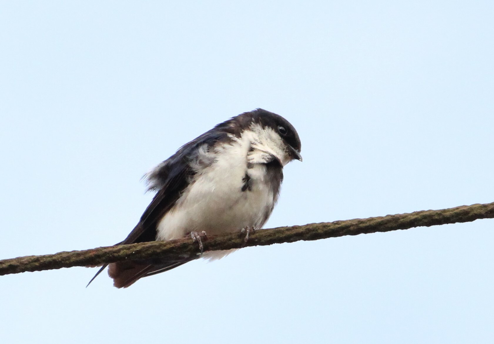 Pygochelidon cyanoleuca (Vieillot, 1817)