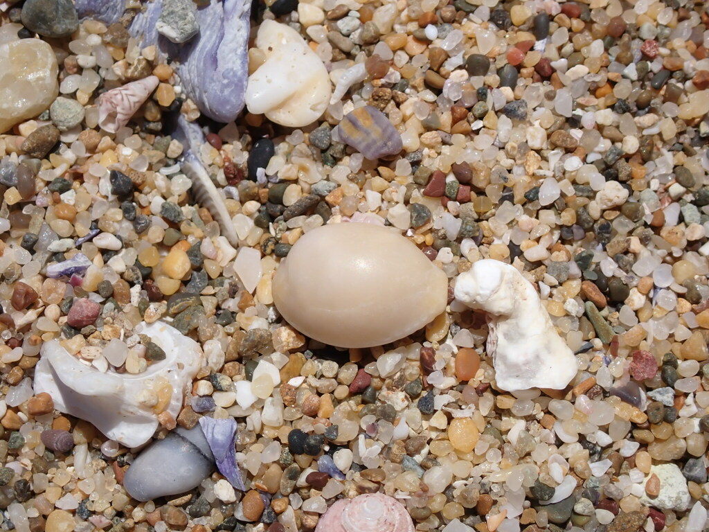 grape cowrie from Woolgoolga NSW 2456, Australia on February 11, 2023 ...