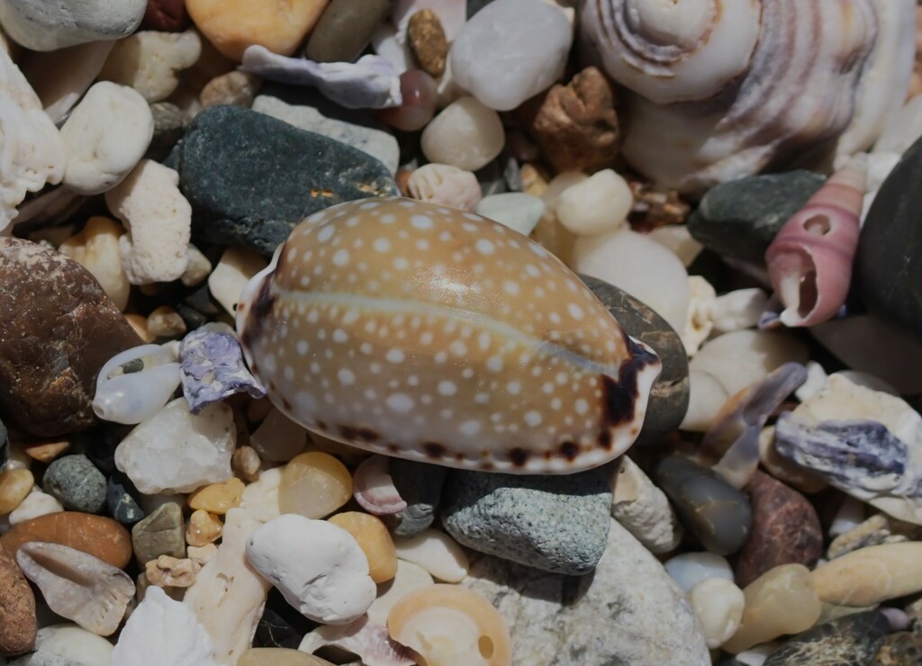 lined-lip cowrie from Woolgoolga NSW 2456, Australia on February 11 ...