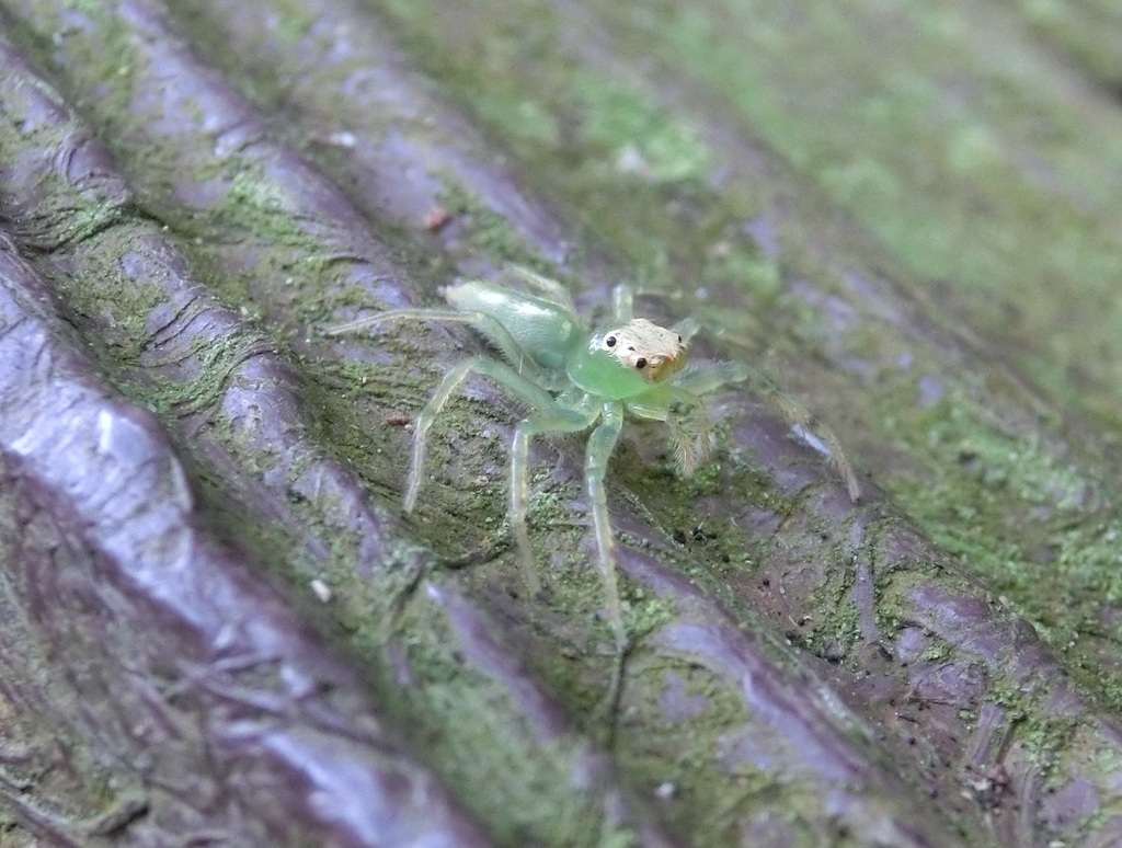 Epeus glorius from 台灣彰化縣 on February 5, 2023 at 08:45 AM by r88621108 ...