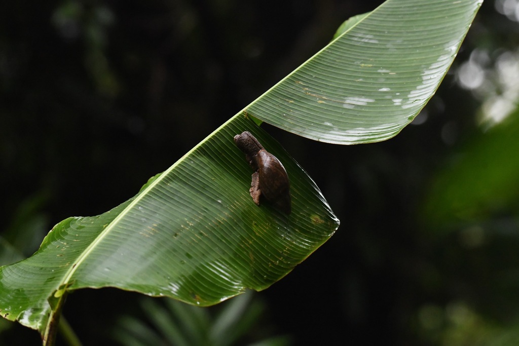 Common Land Snails and Slugs from Tenorio, Guanacaste, Costa Rica on ...
