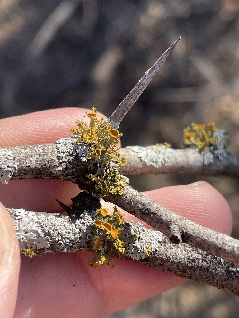 Golden-eye Lichen from Mountain View Ln, Kennedale, TX, US on February ...