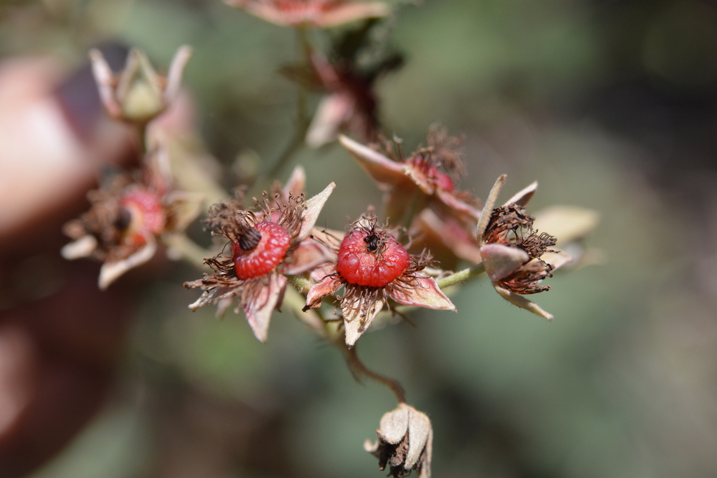 Australian hybrid bramble from Tuan Forest QLD 4650, Australia on ...