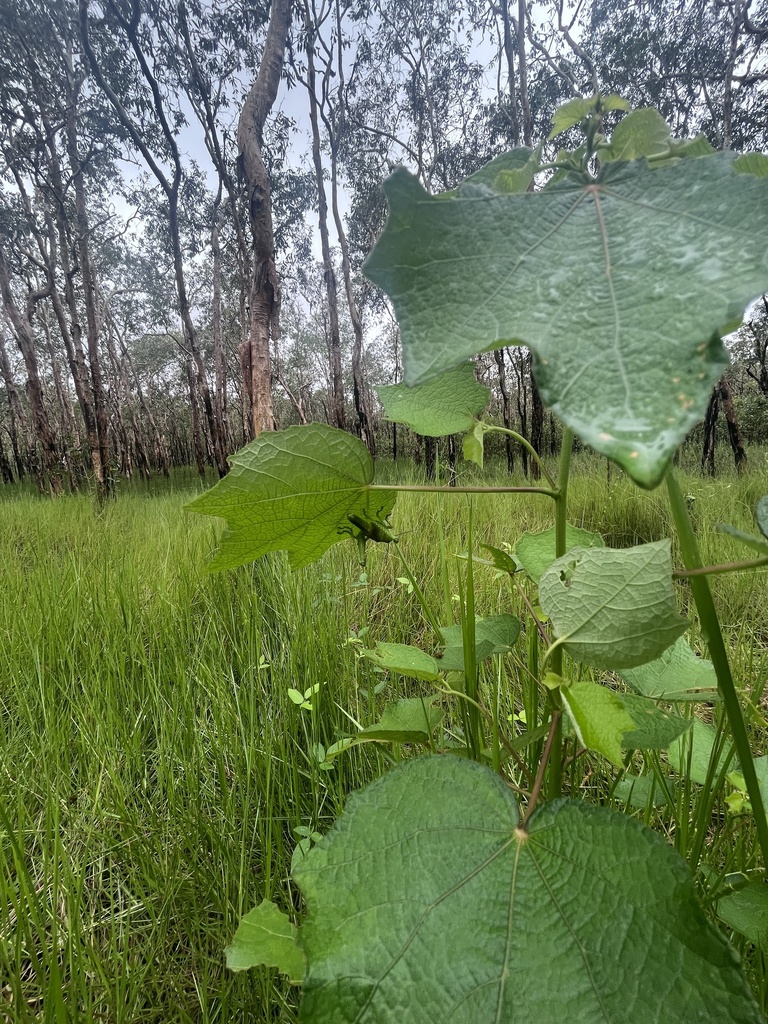Caesar weed from Rocky Point, QLD, AU on February 11, 2023 at 12:57 PM ...