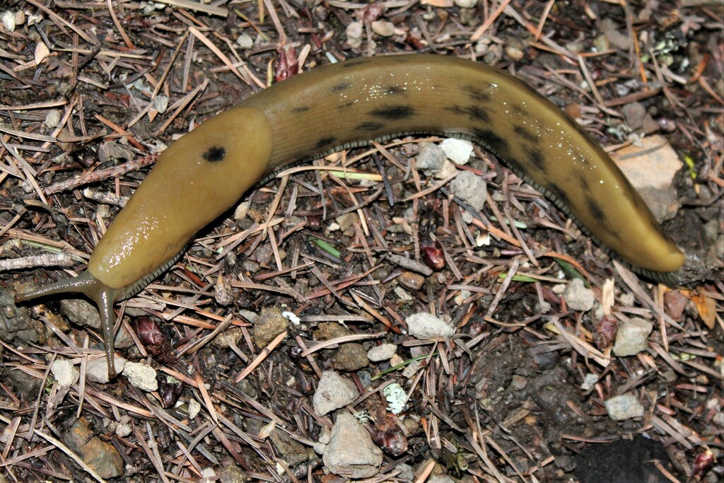Button's Banana Slug from Mt Tamalpais, California 94941, USA on ...