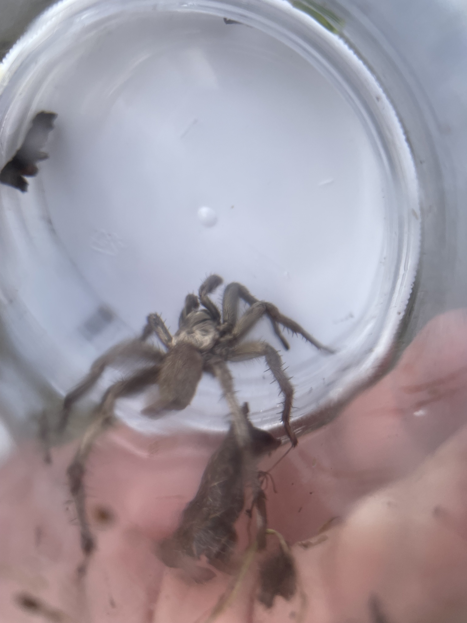 Calisoga longitarsis (Simon, 1891)