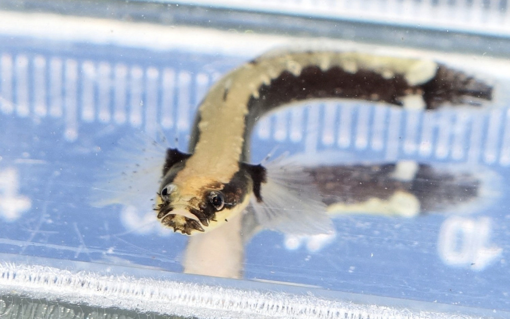 (Clariger cosmurus) - Marine Life Identification