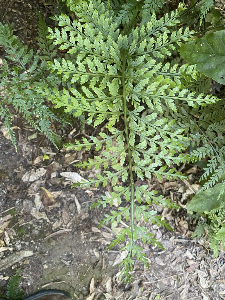 hen and chickens fern from Karori, Wellington, New Zealand on February ...