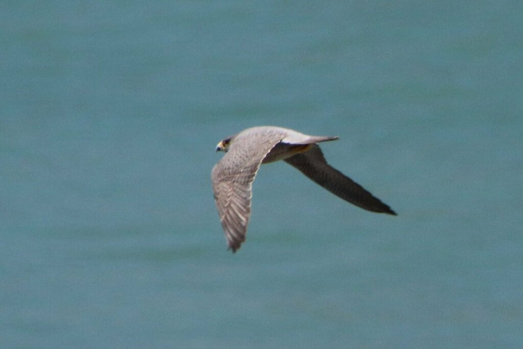 Peregrine Falcon from San Diego County, CA, USA on January 21, 2023 at ...