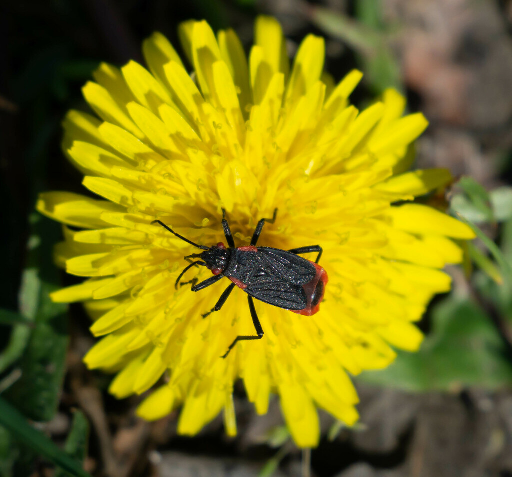 Red-shouldered Bug from McLennan County, TX, USA on February 11, 2023 ...