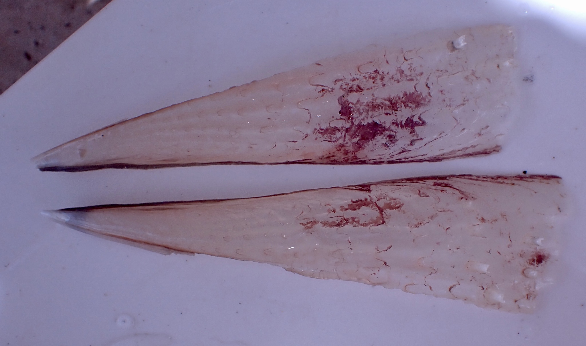 Pinna carnea Gmelin, 1791