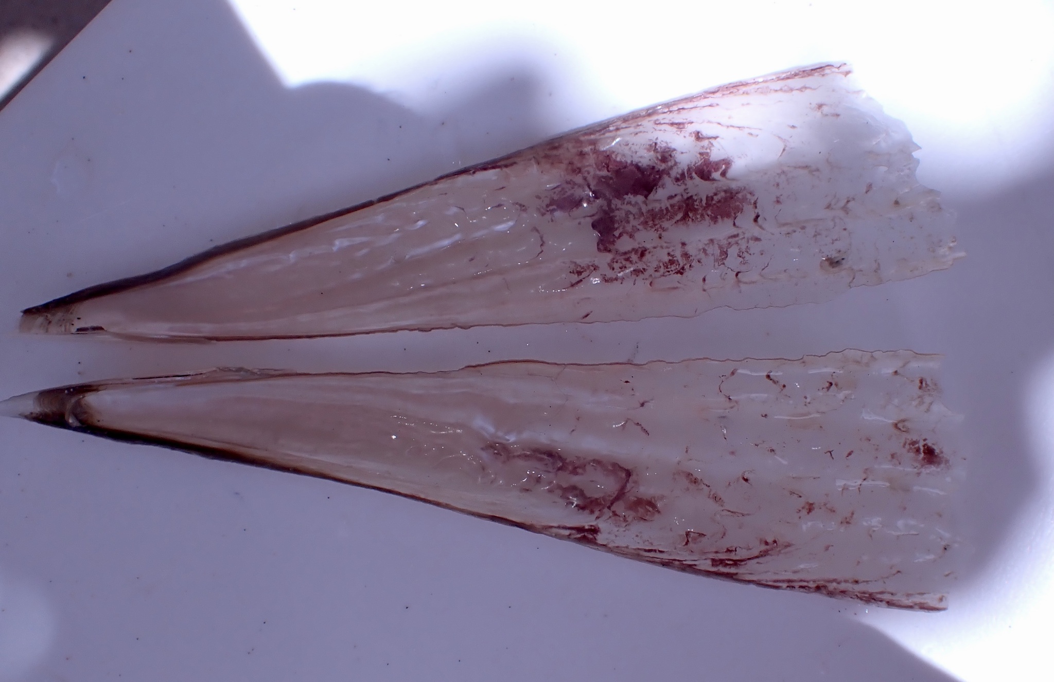 Pinna carnea Gmelin, 1791