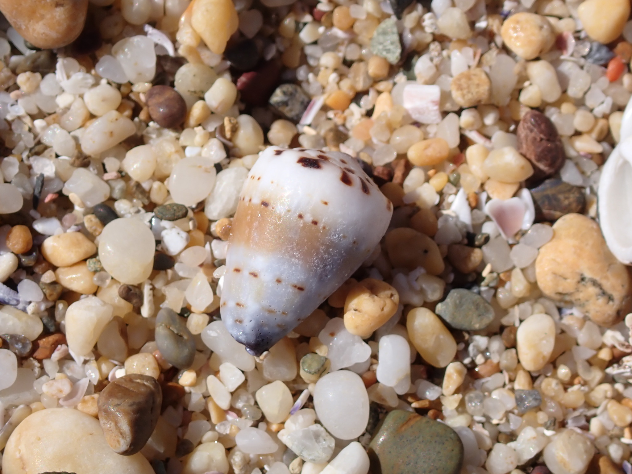 Conus musicus Hwass, 1792