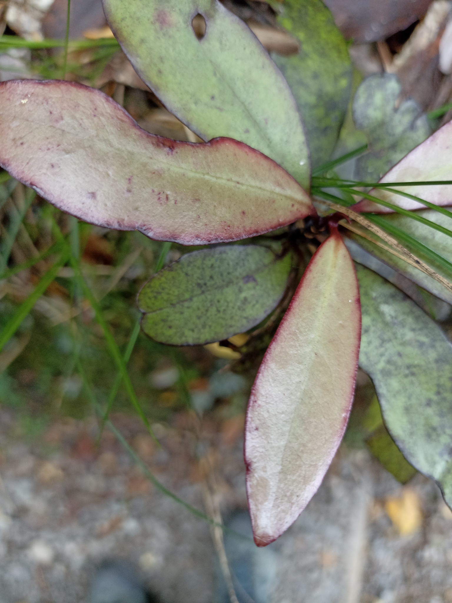 Pseudowintera colorata (Raoul) Dandy