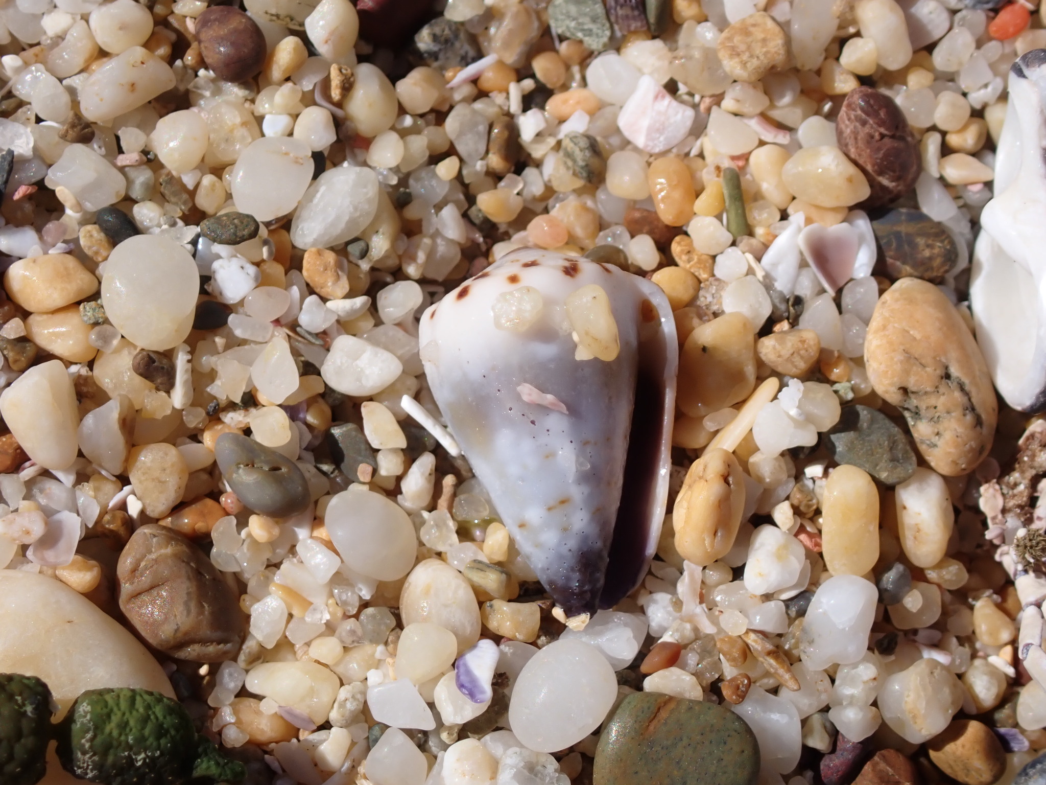 Conus musicus Hwass, 1792