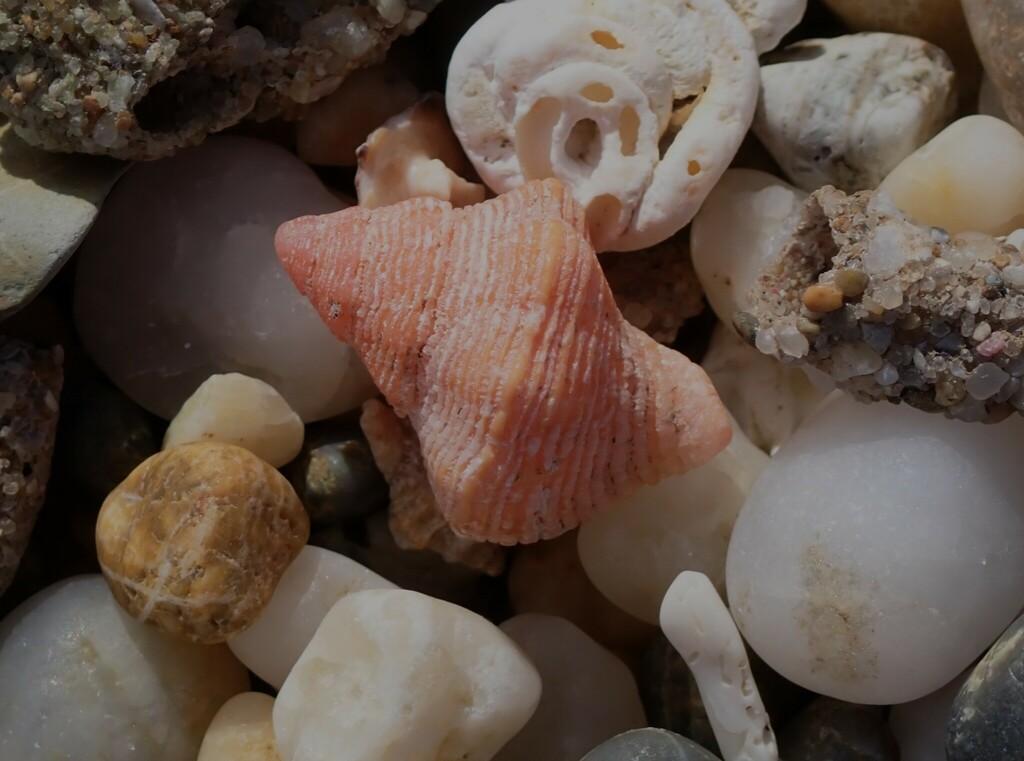 Mipus arbutum from Barcoongere NSW 2460, Australia on February 11, 2023 ...