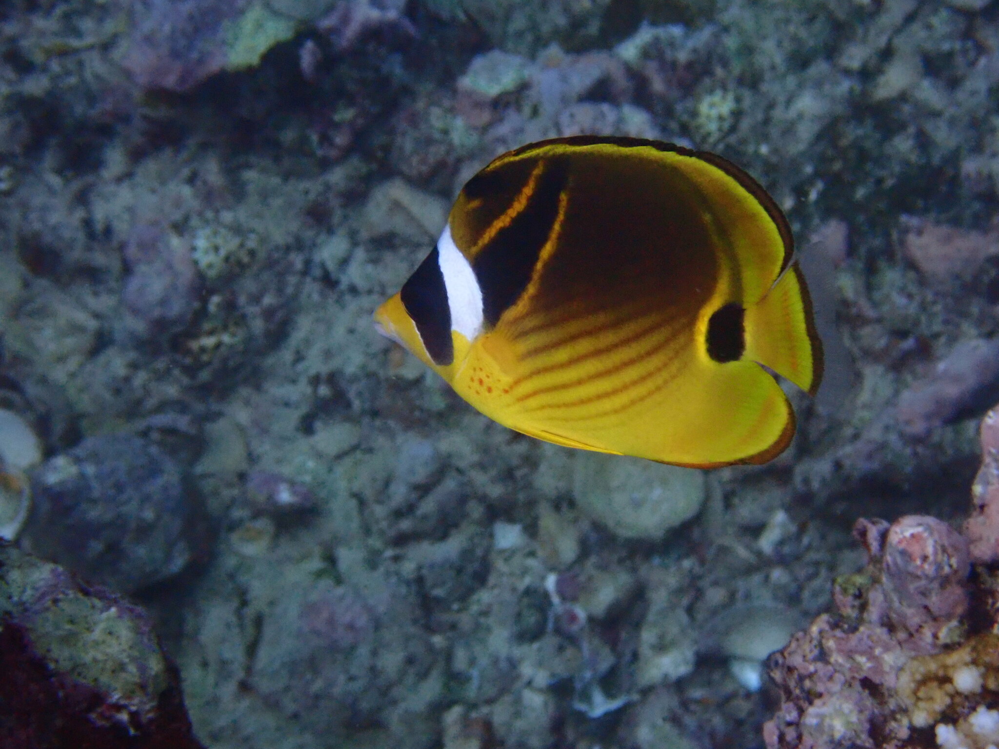 Chaetodon lunula (Lacepède, 1802)
