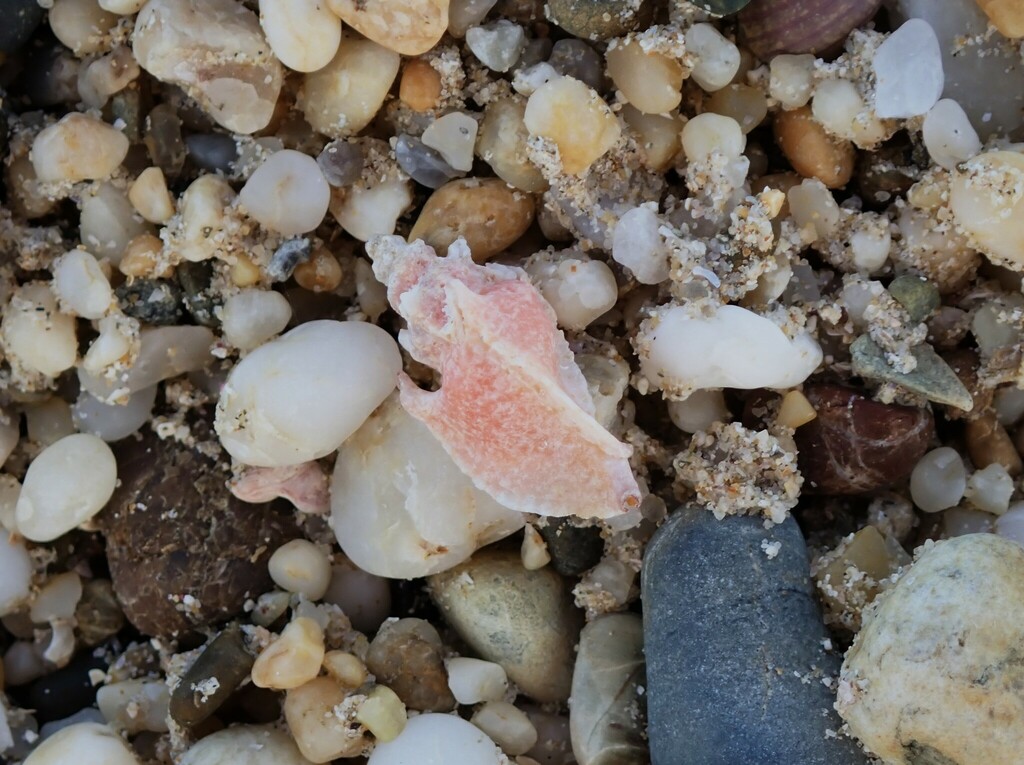 Prototyphis angasi from Barcoongere NSW 2460, Australia on February 11 ...