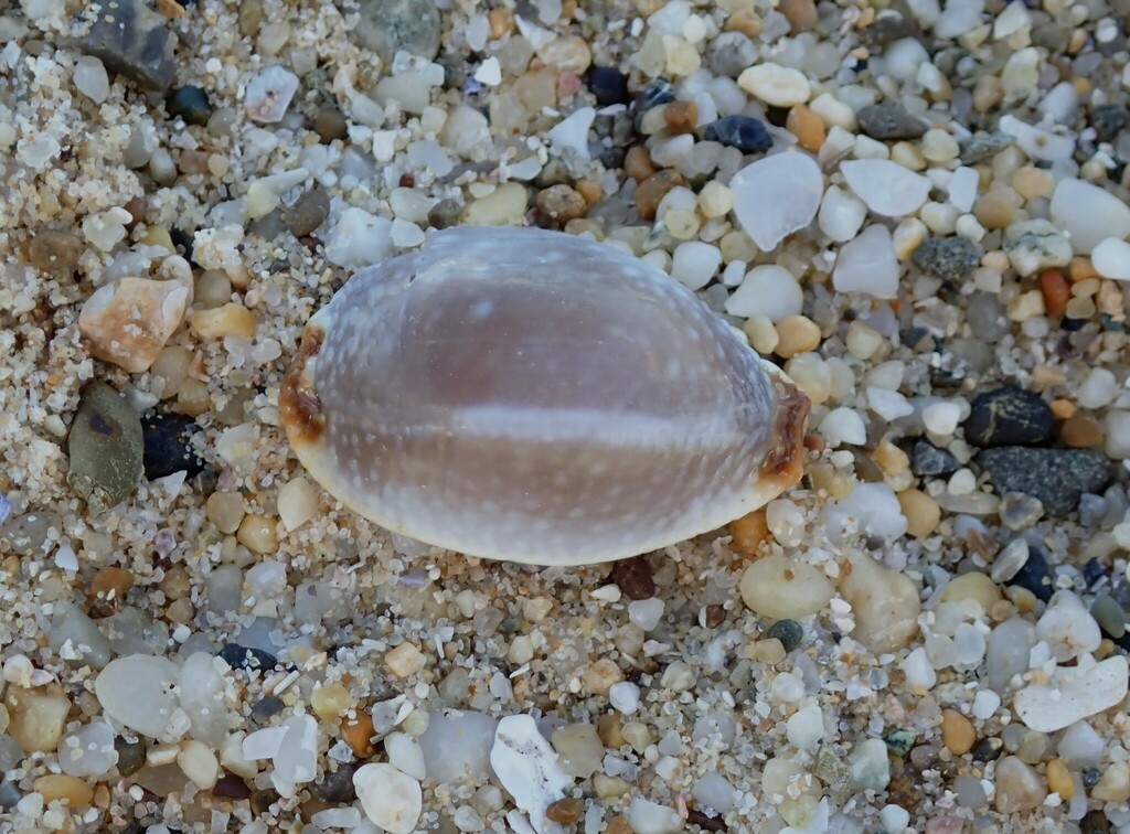 grape cowrie from Barcoongere NSW 2460, Australia on February 11, 2023 ...