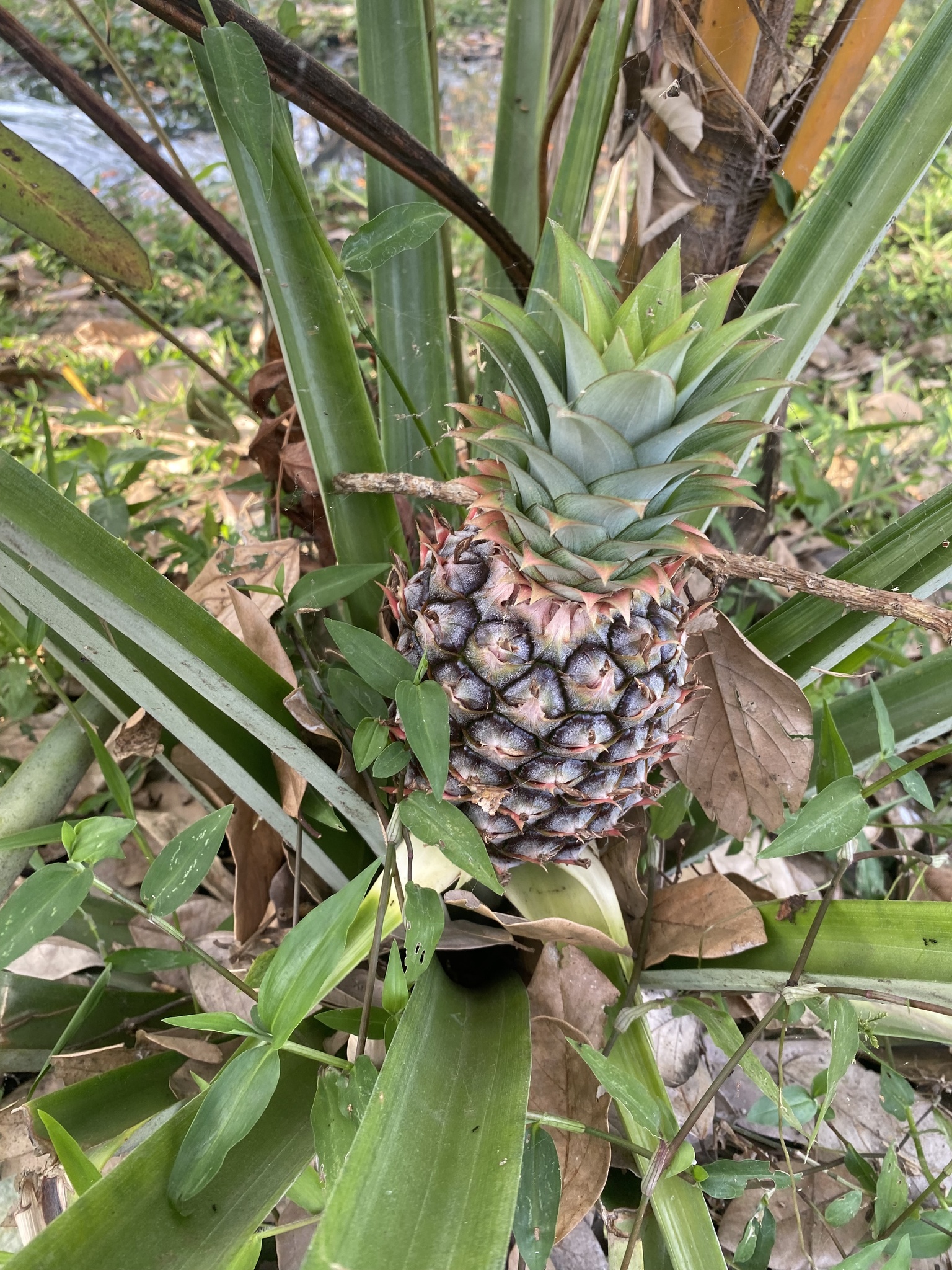Ananas comosus (L.) Merr.