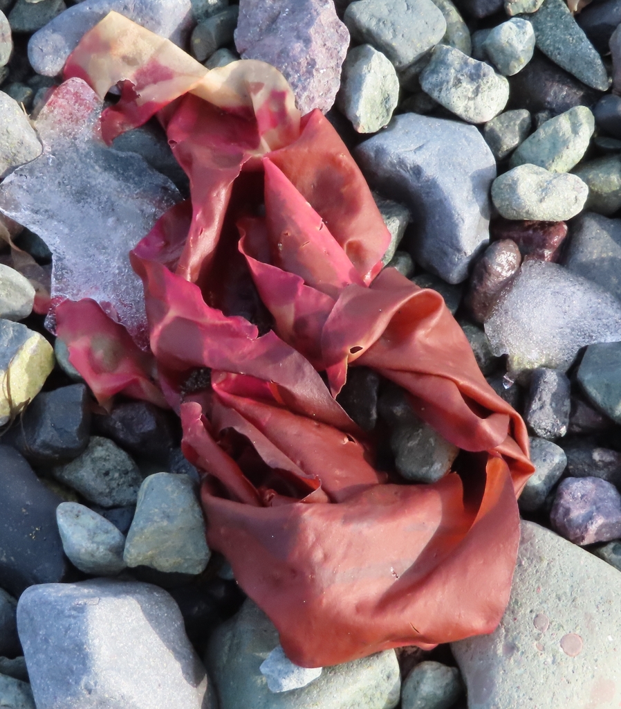 red algae from Antarctica on February 10, 2023 at 08:09 AM by Andy ...
