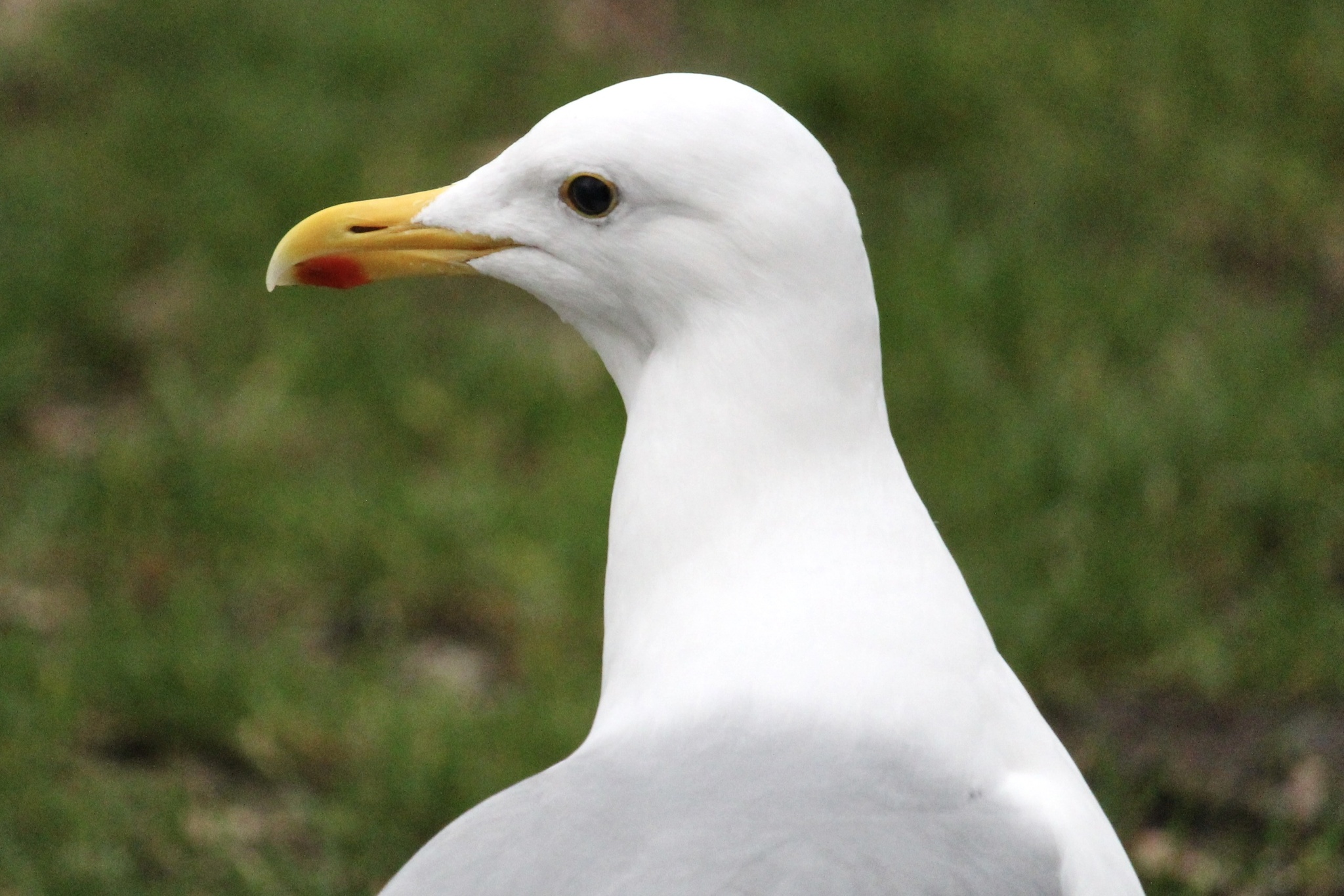 Larus argentatus argenteus C.L.Brehm & Schilling, 1822