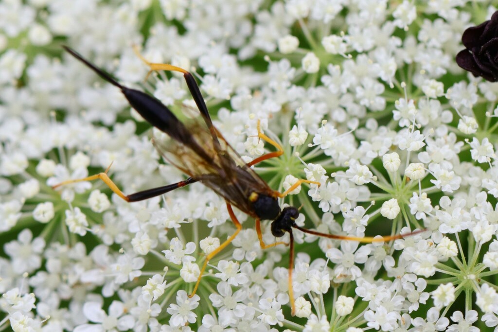 Acroricnus stylator in July 2022 by mistycal · iNaturalist