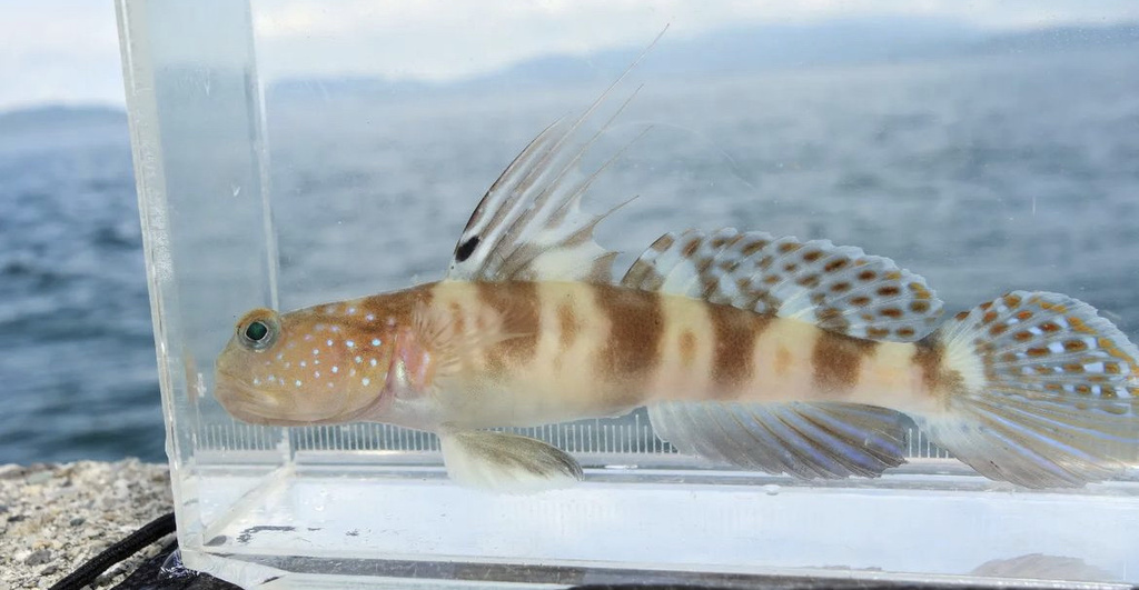 Filamentous shrimpgoby (Myersina filifer) - Marine Life Identification