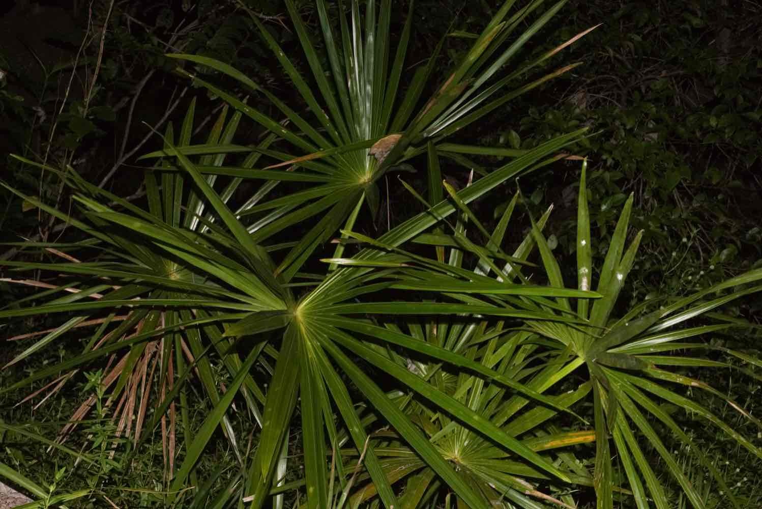 Mauritia flexuosa L.f.