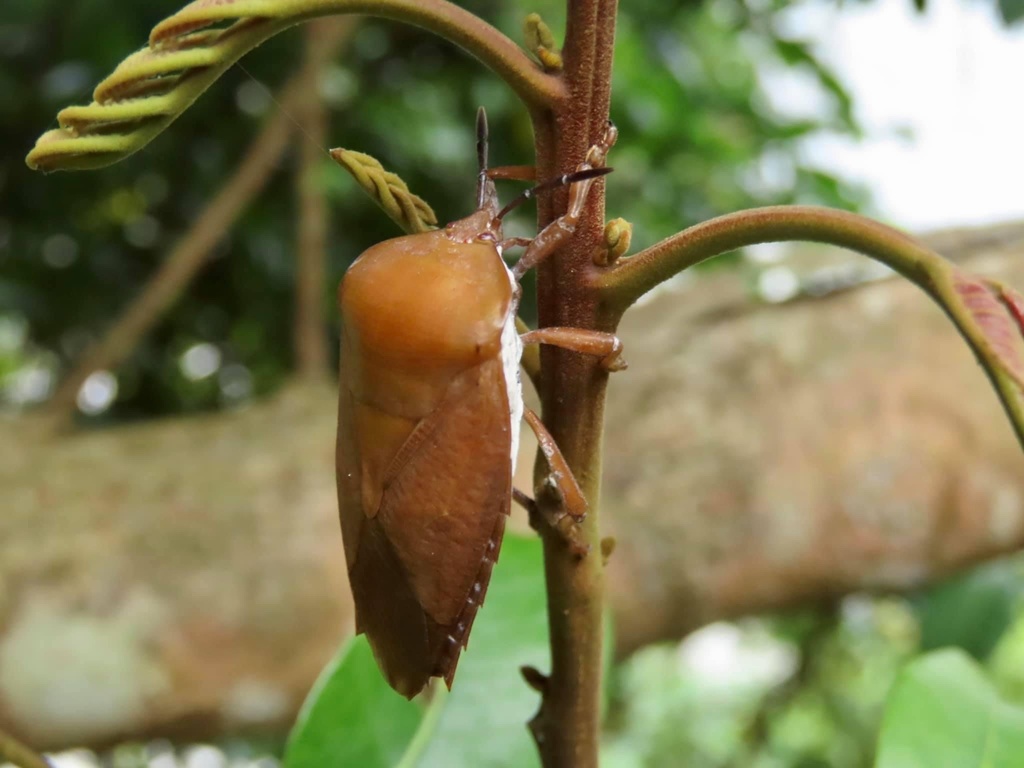 Lychee Stink Bug from 秀林鄉, TW on February 12, 2023 at 08:08 AM by ...