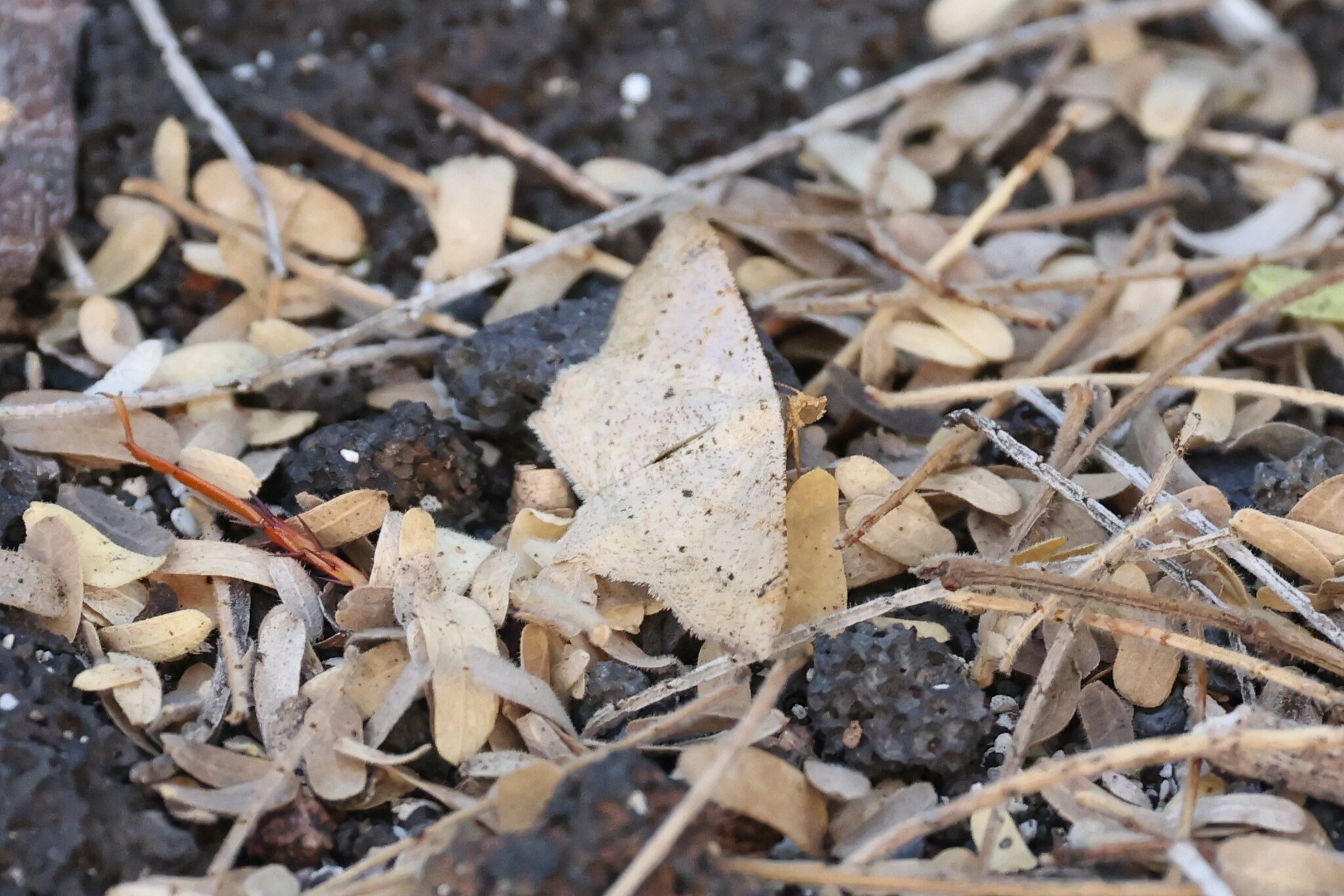 Macaria abydata Guenée