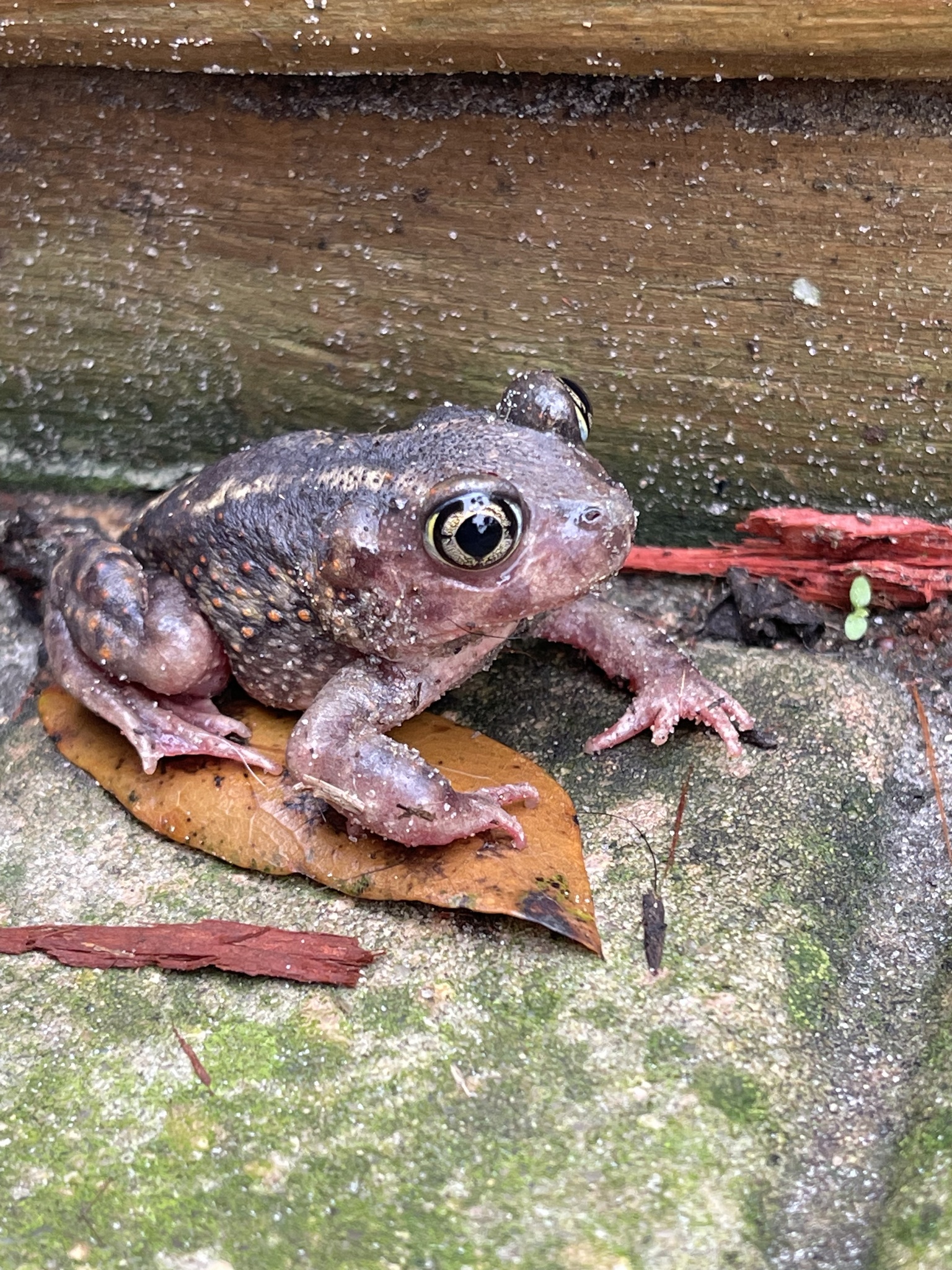 Scaphiopus holbrookii (Harlan, 1835)