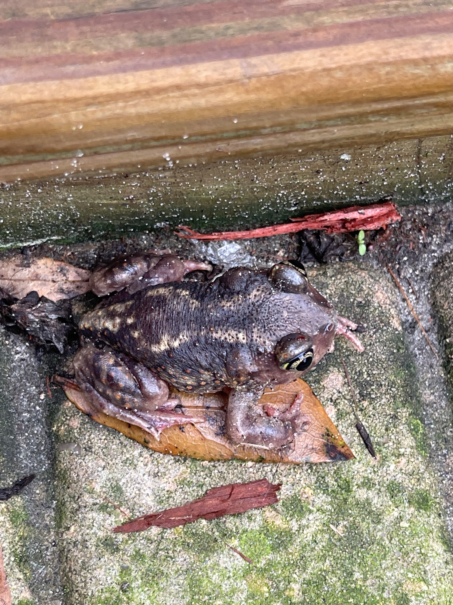 Scaphiopus holbrookii (Harlan, 1835)