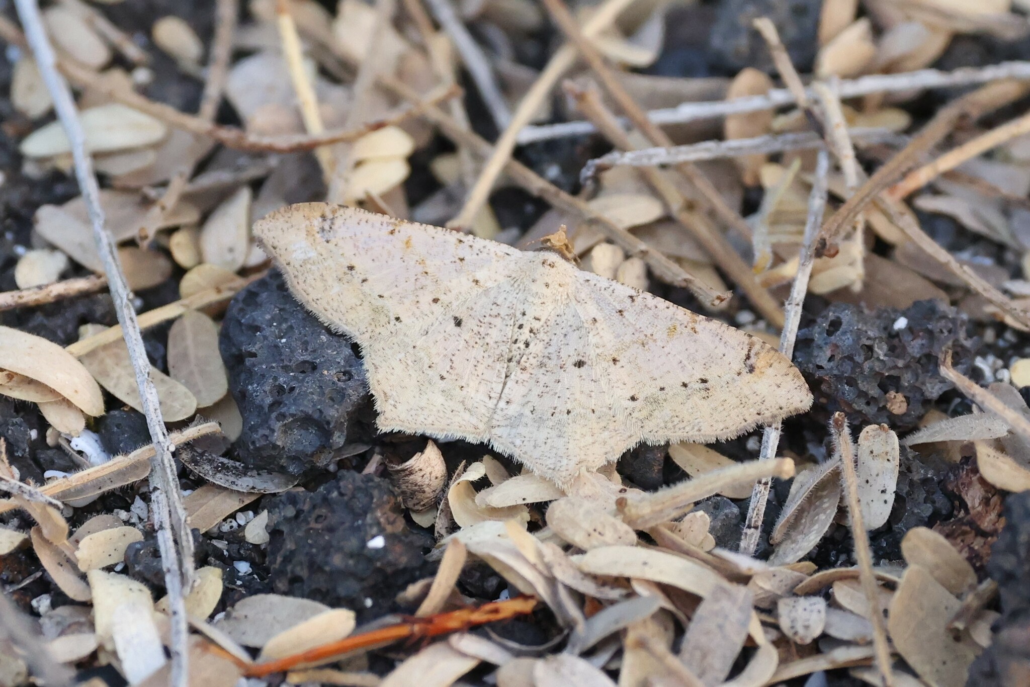 Macaria abydata Guenée