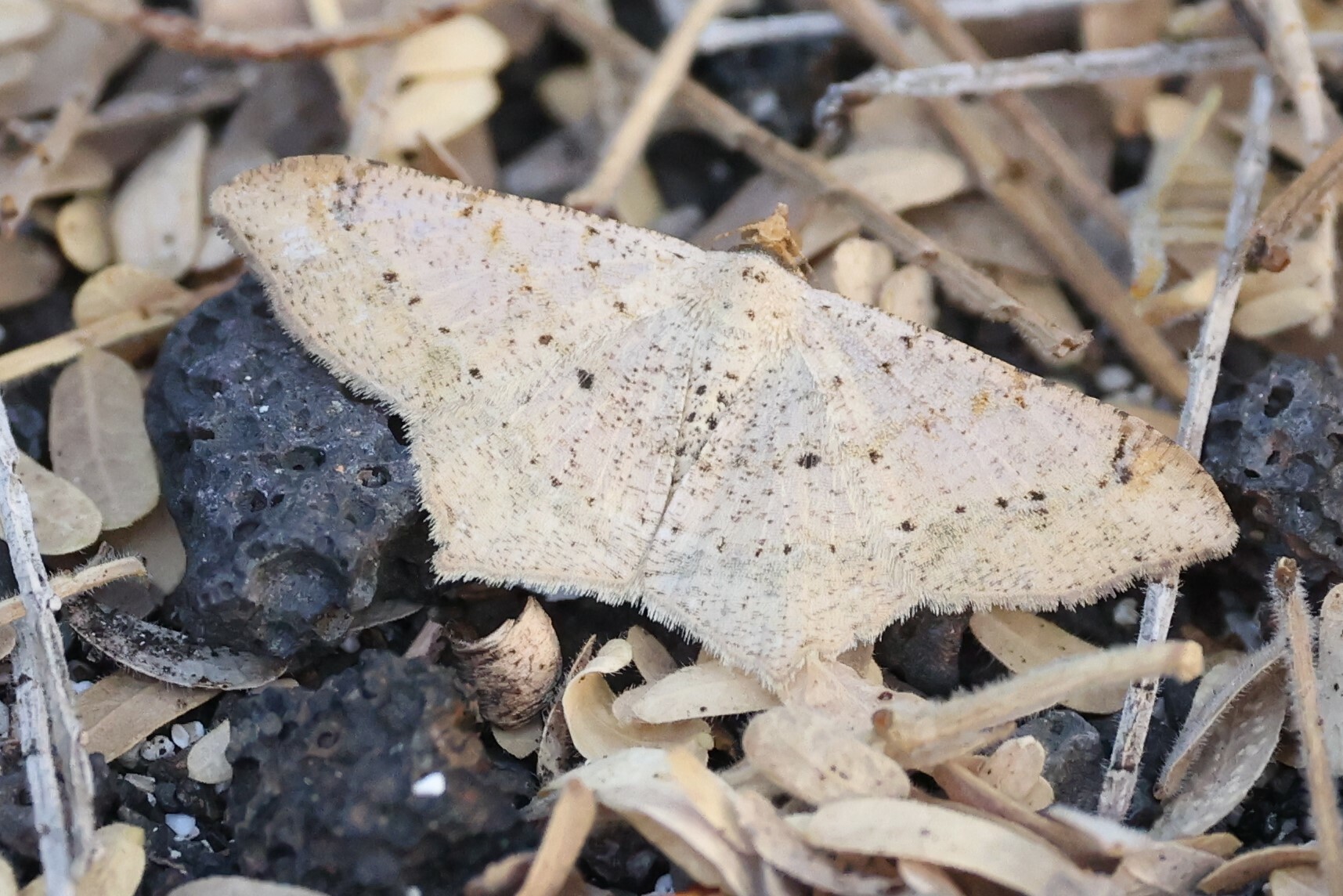 Macaria abydata Guenée
