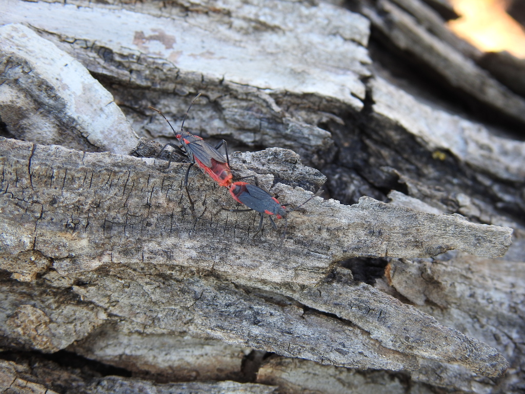 Red-shouldered Bug from Denton County, TX, USA on February 11, 2023 at ...