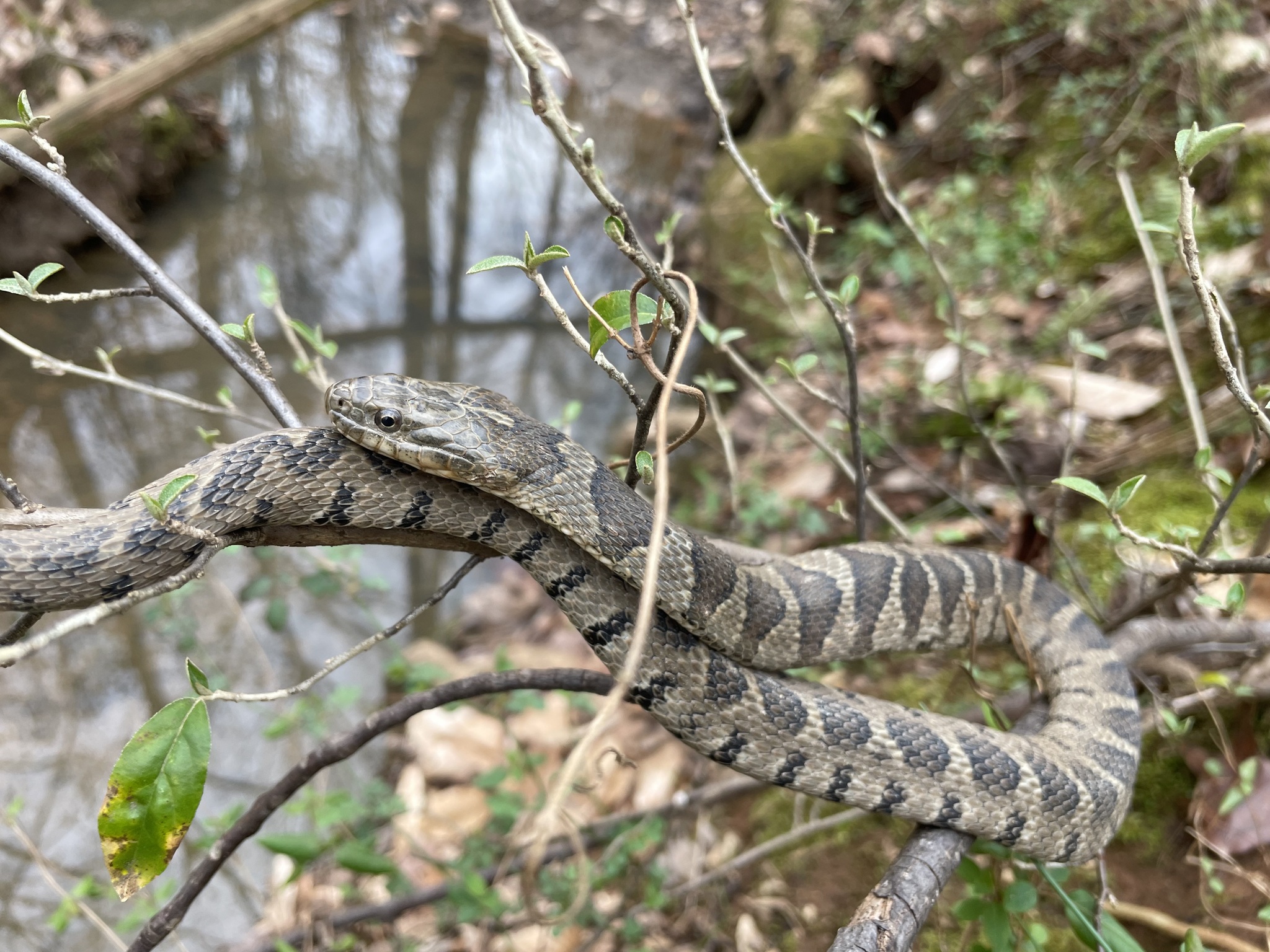Nerodia sipedon (Linnaeus, 1758)