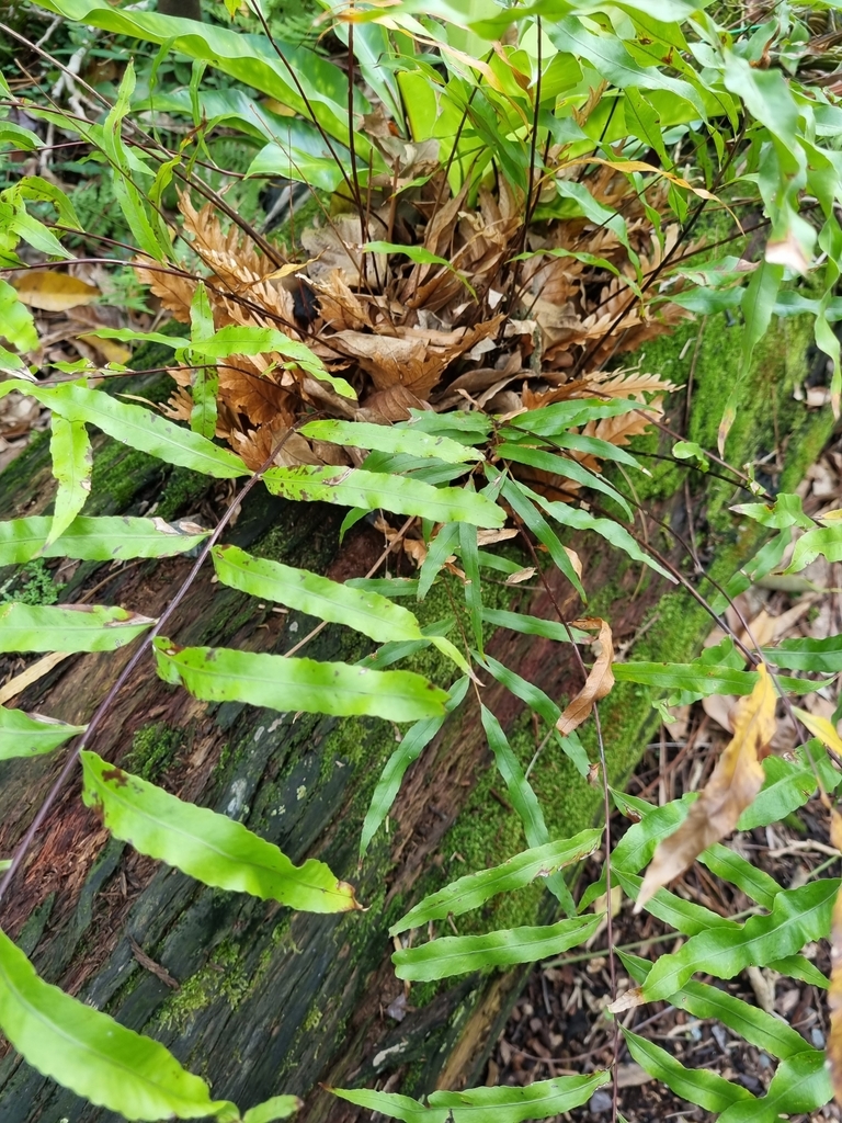 ferns from West Mackay QLD 4740, Australia on October 22, 2021 at 09:41 ...