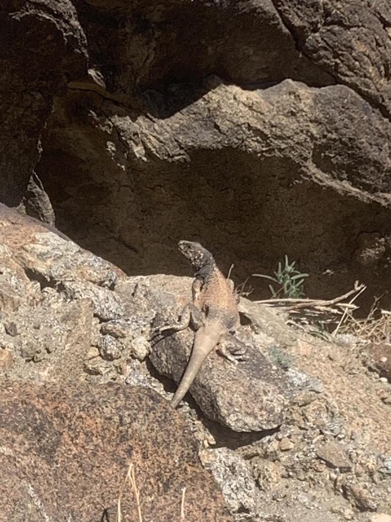 Common Chuckwalla from Santa Rosa and San Jacinto Mountains National ...