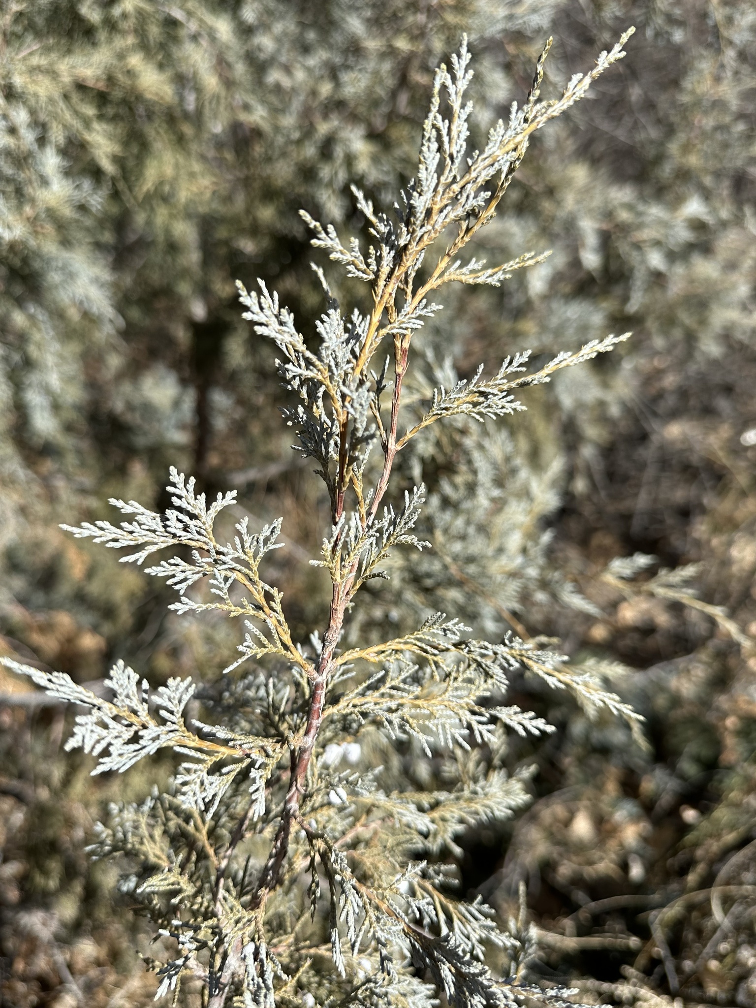 Juniperus scopulorum Sarg.