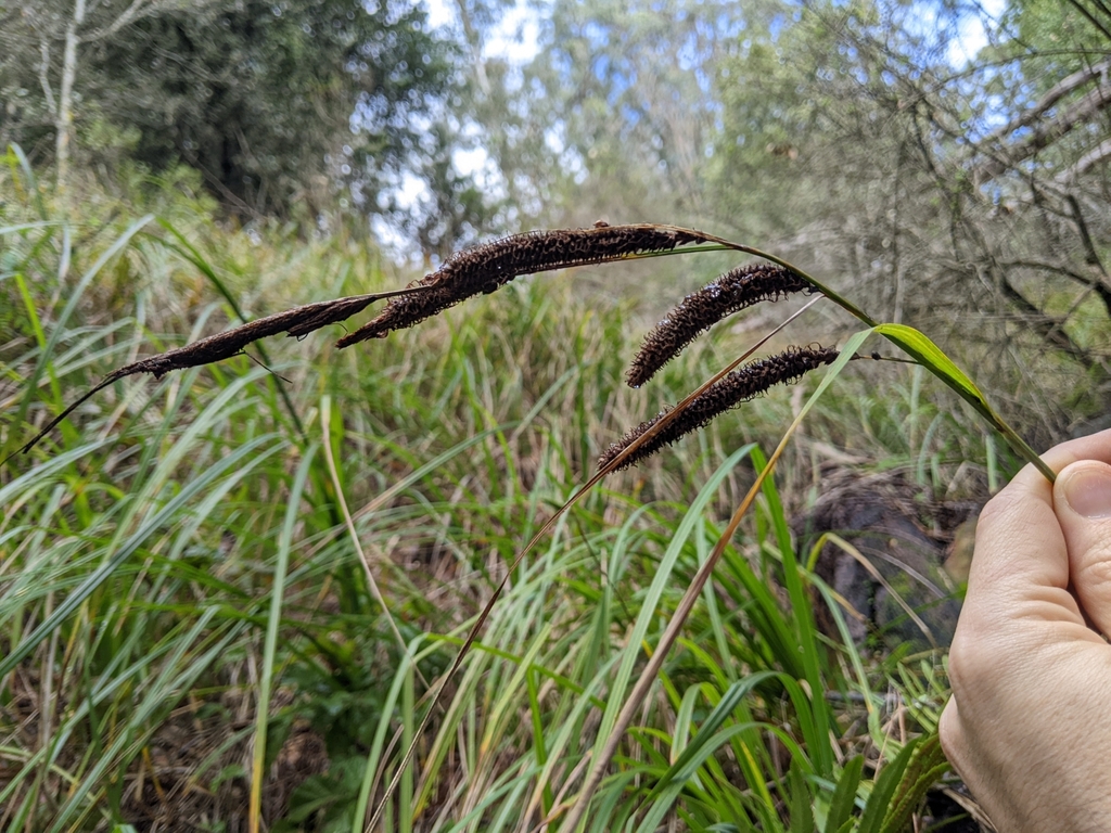 Santa Barbara sedge from Joaquin Miller Park, Alameda County, US-CA, US ...